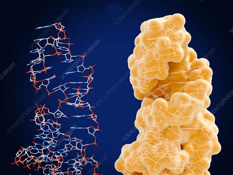 Rna Hairpin Structures Illustration Stock Image F044 8876 Science Photo Library