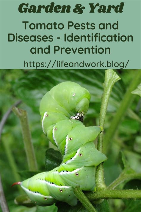 Tomato Pests And Diseases Identification And Prevention