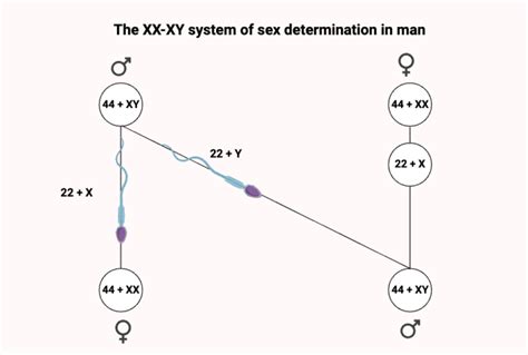 Sex Determination Definition Methods Significance Biology Notes Online