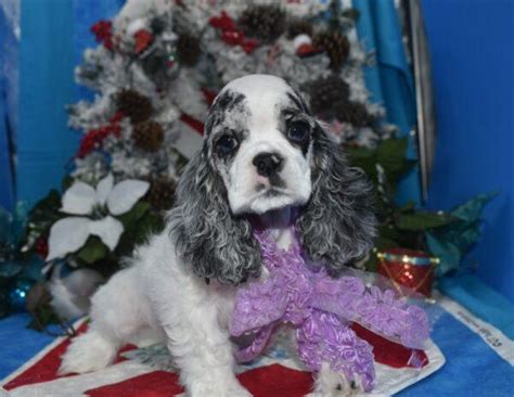 Akc Blue Tan Parti Merle Cocker Spaniel Puppies For Sale Near Colorado
