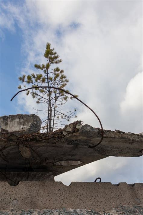The Power Of Life A Lone Pine Tree Grows On Concrete Blocks Stock