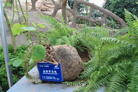 王八翠树图片 王八图片 小王八图片 大山谷图库