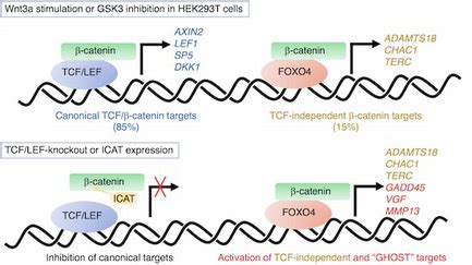 Tcflef Dependent And Independent Transcriptional Regulation Of Wntβ