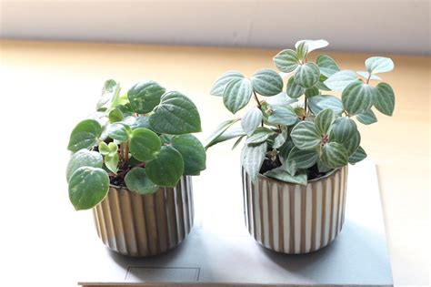 土培植栽心願椒草 室內植物 辦公室盆栽 店內布置 送禮 設計館 植物蔓蔓 l 水培植栽專賣 植物 盆栽 盆景 Pinkoi