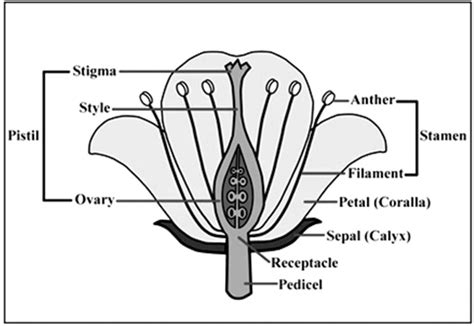 Class 7 Science Diagrams