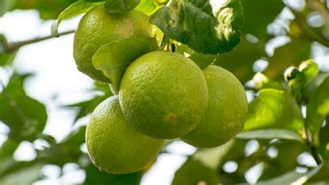 Curled Leaves On A Lemon Tree Find Out What This Means And How To Keep Your Citrus Tree Healthy