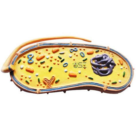 Pathogenic Bacteria Model Manufacturers Supplier And Exporters In India Uruguay Montevideo