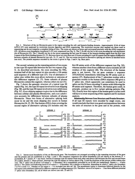 Repeating Modular Structure Of The Fibronectin Gene Relationship To