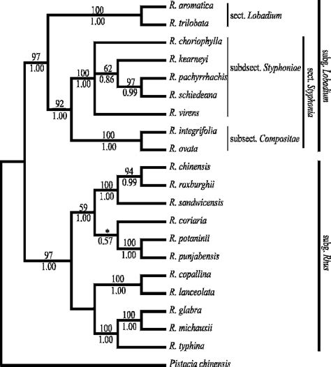 The Strict Consensus Tree Of Two Mpts Of The Combined Nuclear And Download Scientific Diagram