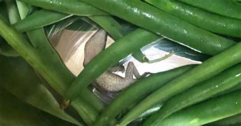 Woman Claims She Found Dead Lizard In String Beans She Bought At Farmers Market Cbs Philadelphia