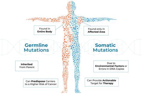 Germline V Somatic Infographic Jolene Bashore Med