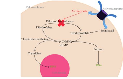 Methotrexate Pathway
