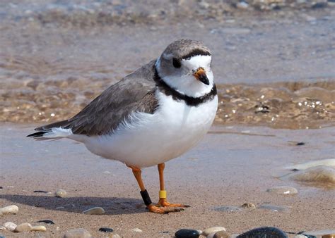 Piping Plovers Sleeping Bear Dunes National Lakeshore U S National Park Service