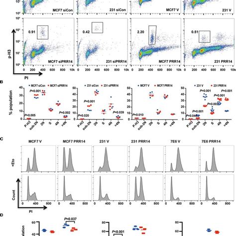 Chek2 Mediates Prr14s Regulation On Breast Cancer Cell Cycle Mcf7