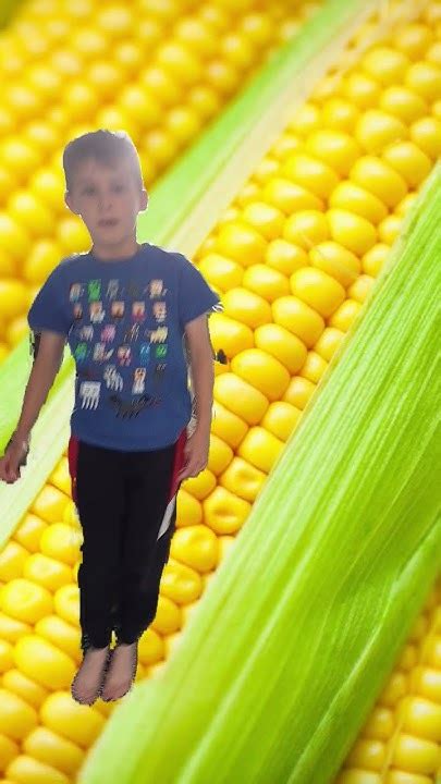 Its Corn Dance Youtube