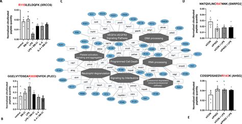 Citrullination Landscape Of Thp 1 Macrophages Polarized To Download Scientific Diagram