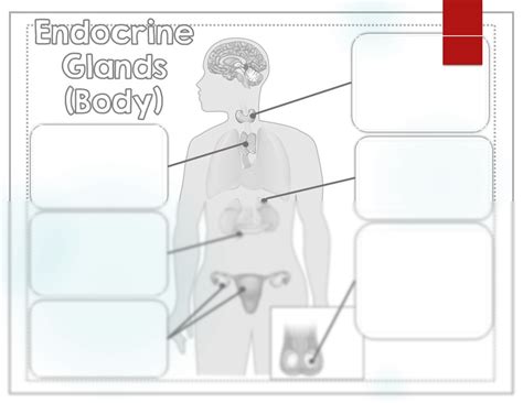Solution Endocrine Glands Doodle Notes Studypool