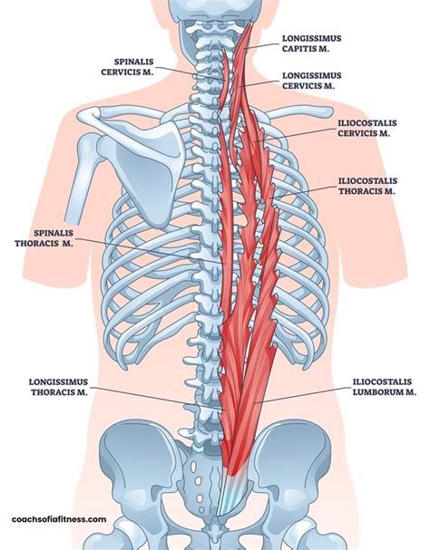 How To Loosen Tight Lower Back Muscles Paraspinals Coach Sofia Fitness