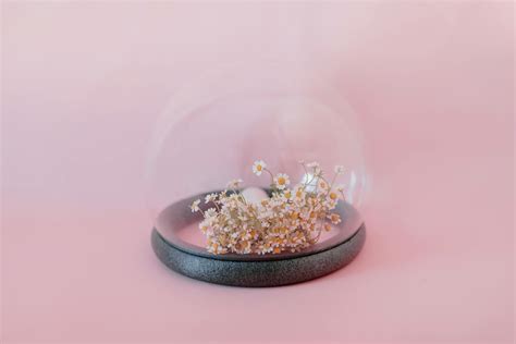 집 밖의 90 년대 90 년대 배경 가정 식물 고립된 고요한 관엽 식물 교활한 구체 꽃 꽃 보존 꽃 예술