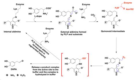 Pyridoxal 5 Phosphate Structure At Irene Troyer Blog