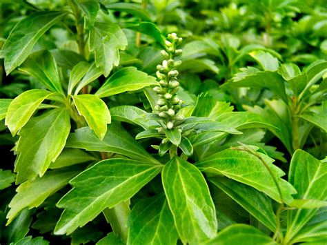 Pachysandra Terminalis