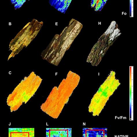 Chlorophyll Fluorescence Imaging Of Fungal Algal Associations Minimal Download Scientific