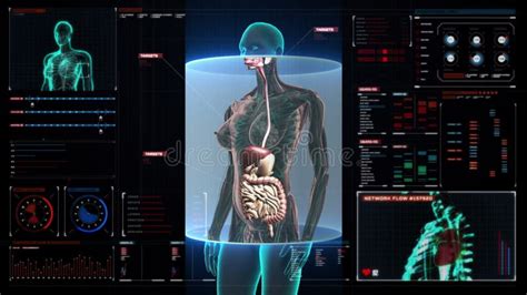 Female Internal Genital Organs Stock Video Video Of Unborn Face