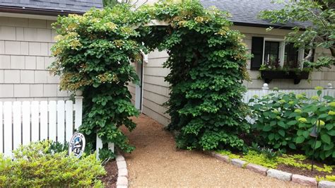 How To Grow Climbing Hydrangea On A Trellis At Robbin Wood Blog