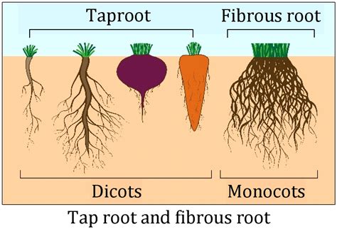 Root System Plant Anatomy Biology