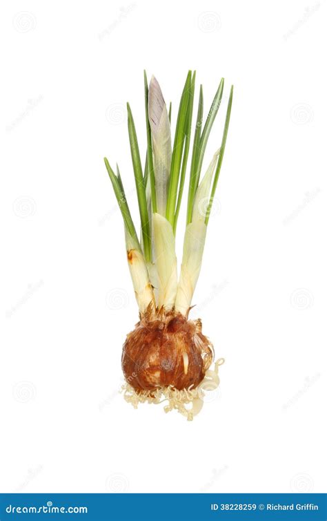 Crocus Bulb Stock Image Image Of Root Plant Shoot 38228259