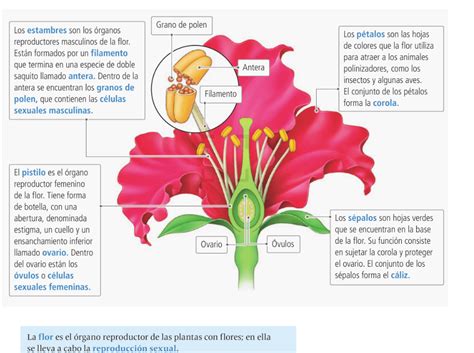 Reproducción De Las Plantas 4th 6th Grade Quiz Quizizz
