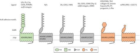 Figure 2 From Role Of Adhesion G Protein Coupled Receptors In Immune Dysfunction And Disorder