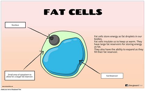 Specialized Cells Storyboard By Oliversmith