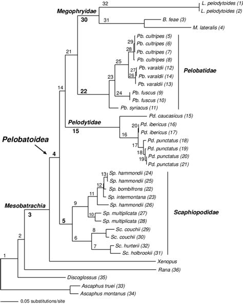 Tree Based On Maximum Likelihood Analysis Of The Combined Data Set Ln