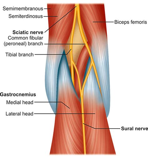 Popliteal Fossa