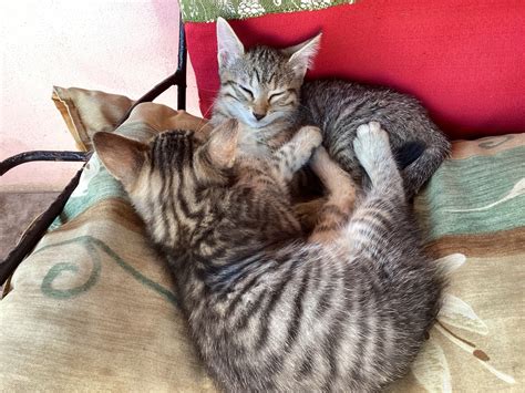 Dj Beef And Cheddar — My Son Egg And His Brother Cheese