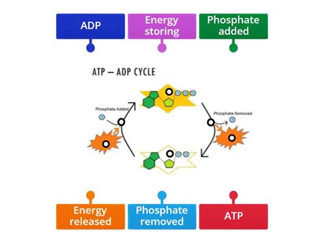 Atp Cycle Labeling Labelled Diagram