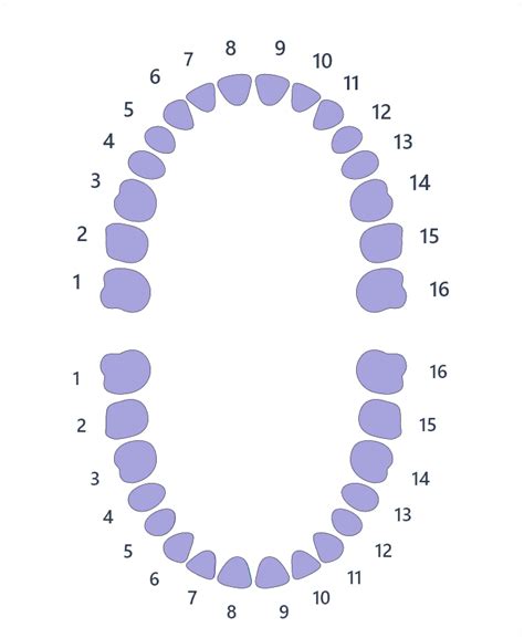 Dart How Can I Create A Tooth Selection Ui In Flutter With 32 Teeth