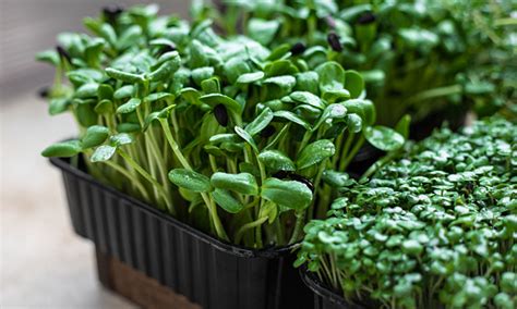 용기에 마이크로 그린의 다른 유형 집에서 씨앗 발아 비건 및 건강한 식습관 유기농 생 마이크로그린 허브에 대한 스톡 사진 및 기타 이미지 Istock