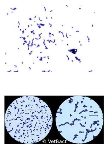 34 Streptococcus Id Flashcards Quizlet