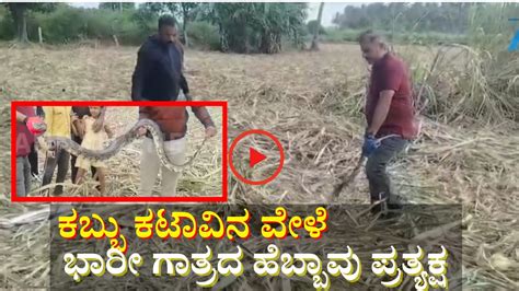Python Viral Video ಕಬ್ಬು ಕಟಾವಿನ ವೇಳೆ ಭಾರೀ ಗಾತ್ರದ ಹೆಬ್ಬಾವು ಪ್ರತ್ಯಕ್ಷ