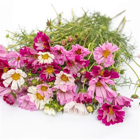 Kosmos Sea Shells Loukykvet Eva W Ogrodzie