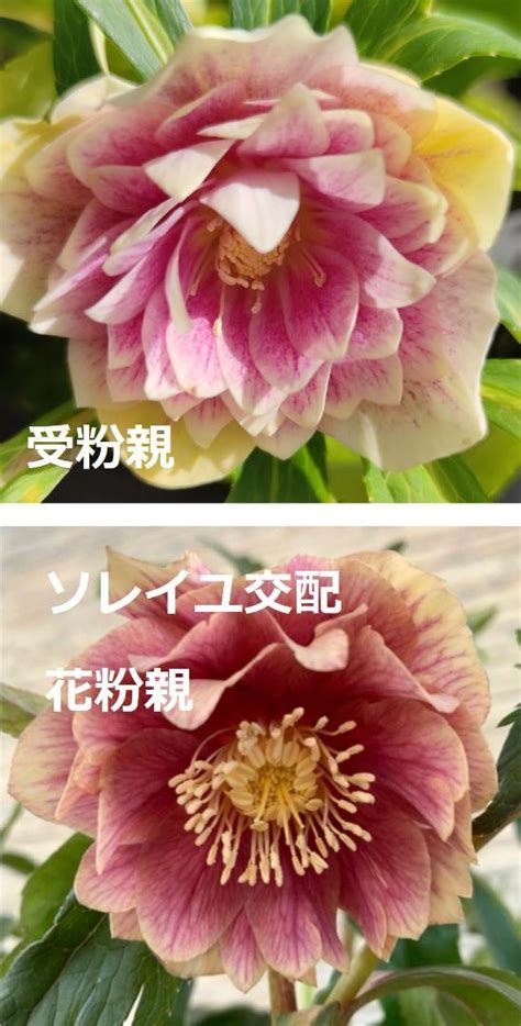 クリスマスローズの種 142ピンクぼかしオーレアdd×ソレイユdd 3粒 メルカリ