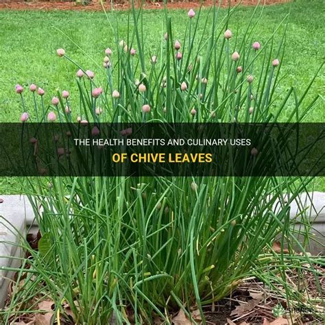 Chive Leaves Benefits Uses And How To Incorporate Them In Cooking