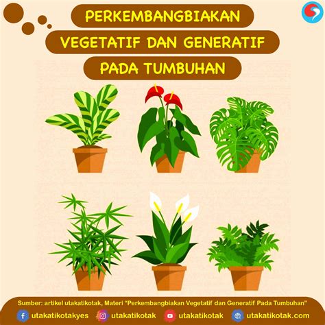 Perkembangbiakan Vegetatif Dan Generatif Tumbuhan Porn Sex Picture