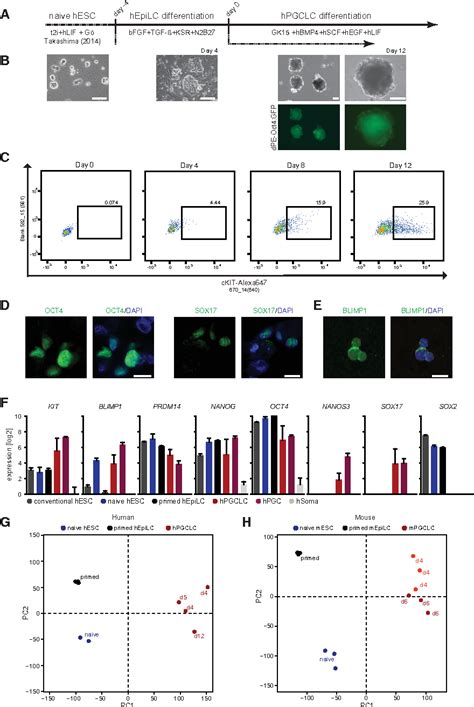 Figure 1 From Comparative Principles Of Dna Methylation Reprogramming During Human And Mouse In