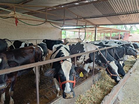 Improving Feed Efficiency On A Dairy Farm Trouw Nutrition