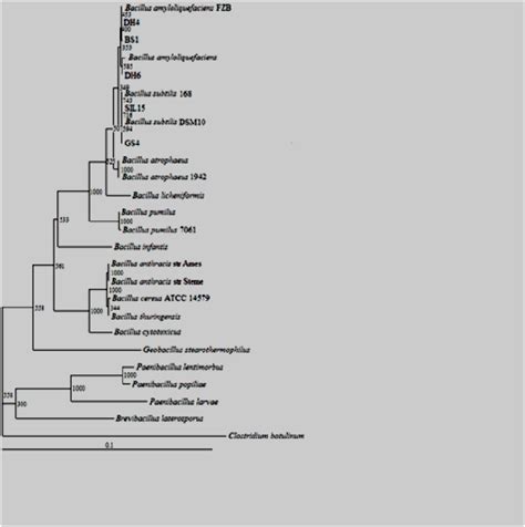 neighbor joining tree generated using clustalx 1 81 alignment program