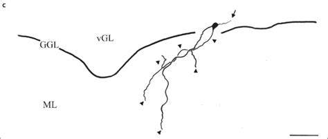Labeled Cells In The Ganglionic Layer Ggl In A Ventral Region Of The