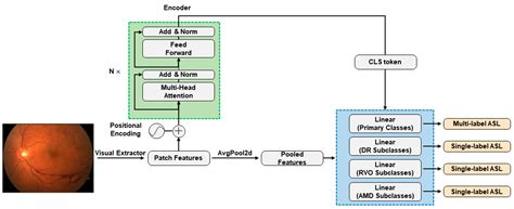 Interpretable Detection Of Diabetic Retinopathy Retinal Vein Occlusion Age Related Macular